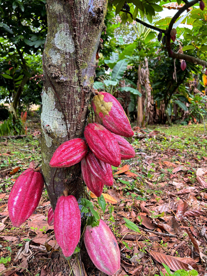 10 Fascinating Facts About Cacao You Probably Didn’t Know – Nibbed Cacao